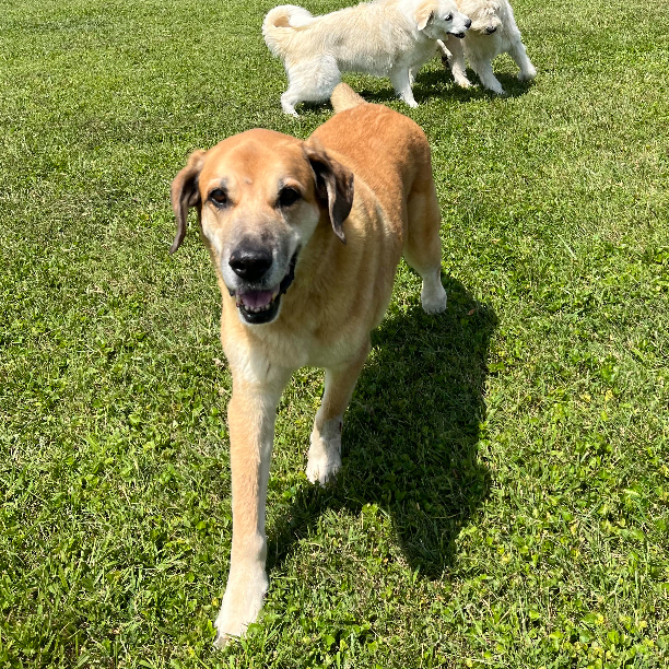 GRRAND - Golden Retriever Rescue - Golden Retrieve Rescue And Adoption ...