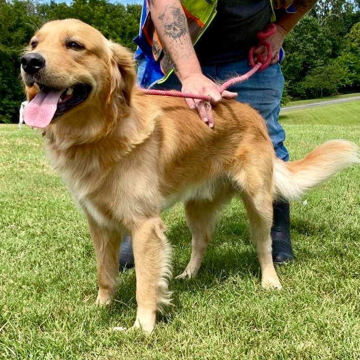 GRRAND Golden Retriever Rescue Golden Retrieve Rescue And Adoption
