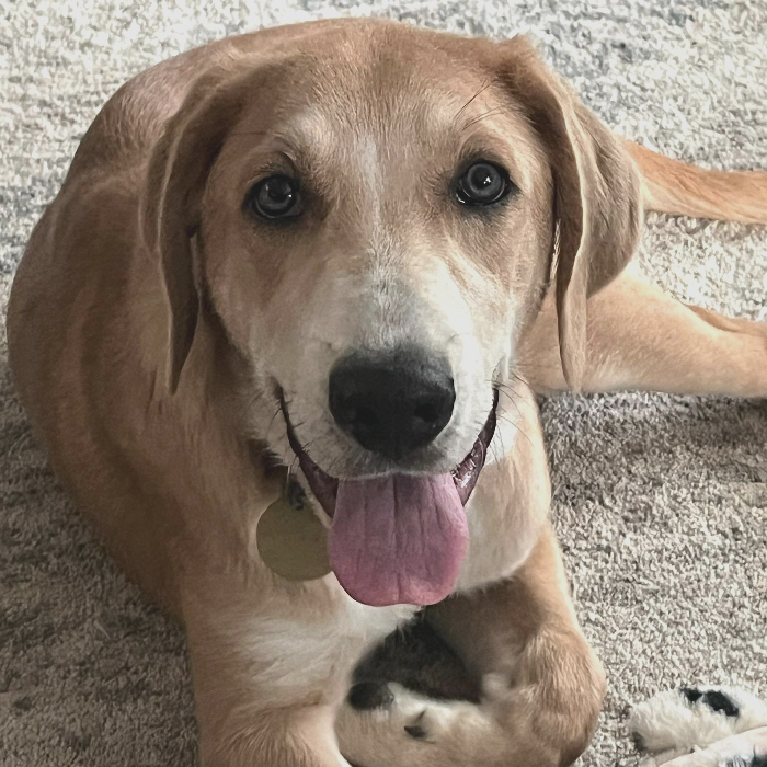 GRRAND - Golden Retriever Rescue - Golden Retrieve Rescue And Adoption ...