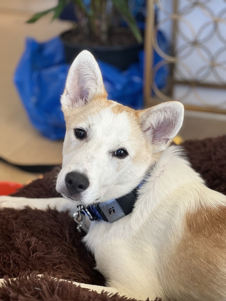 Adoptable Dogs - NYC, Boston, & LA | Adopt Rescue Dogs