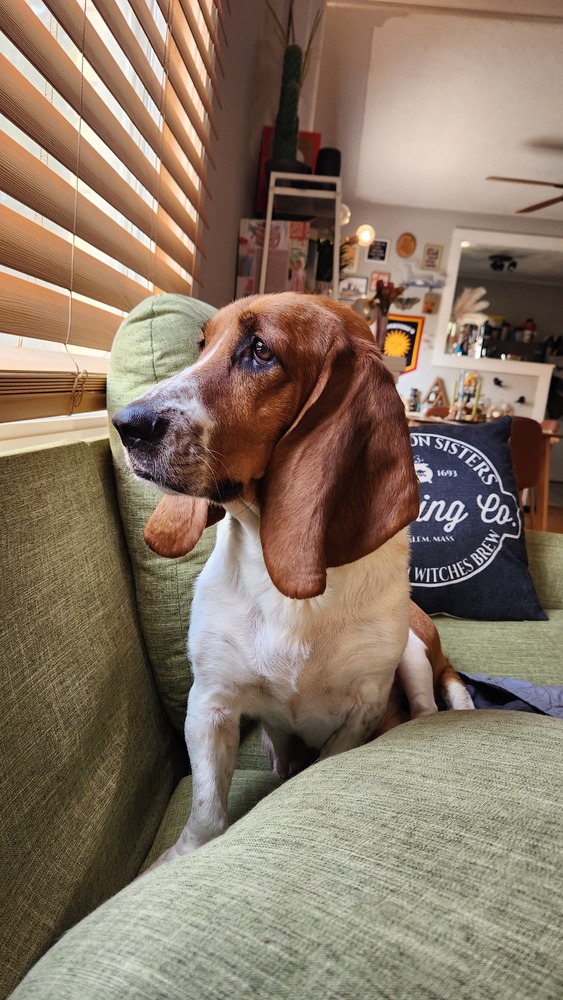 Furry Friday: Clovis, Dolly and Frida - Lowell's First Look