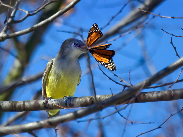 Cassin S Kingbird Eating Monarch Butterfly