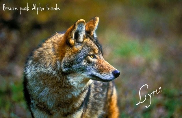 Wild Wolves (A Wolf Roleplay) - Breeze Pack: Breeze Pack Characters ...