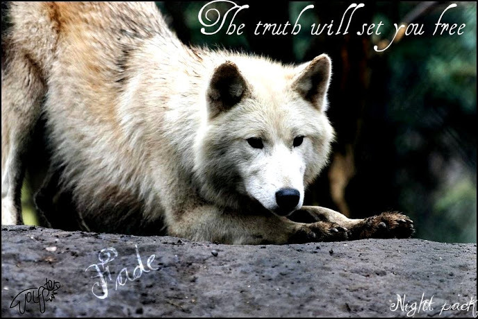 Wild Wolves (A Wolf Roleplay) - Night Pack: Night Pack Characters ...