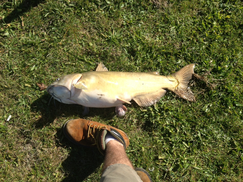 Caught a Catfish on Detroit River using a live minnow