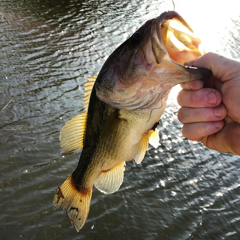 Michael Robinson's Profile on Fishidy