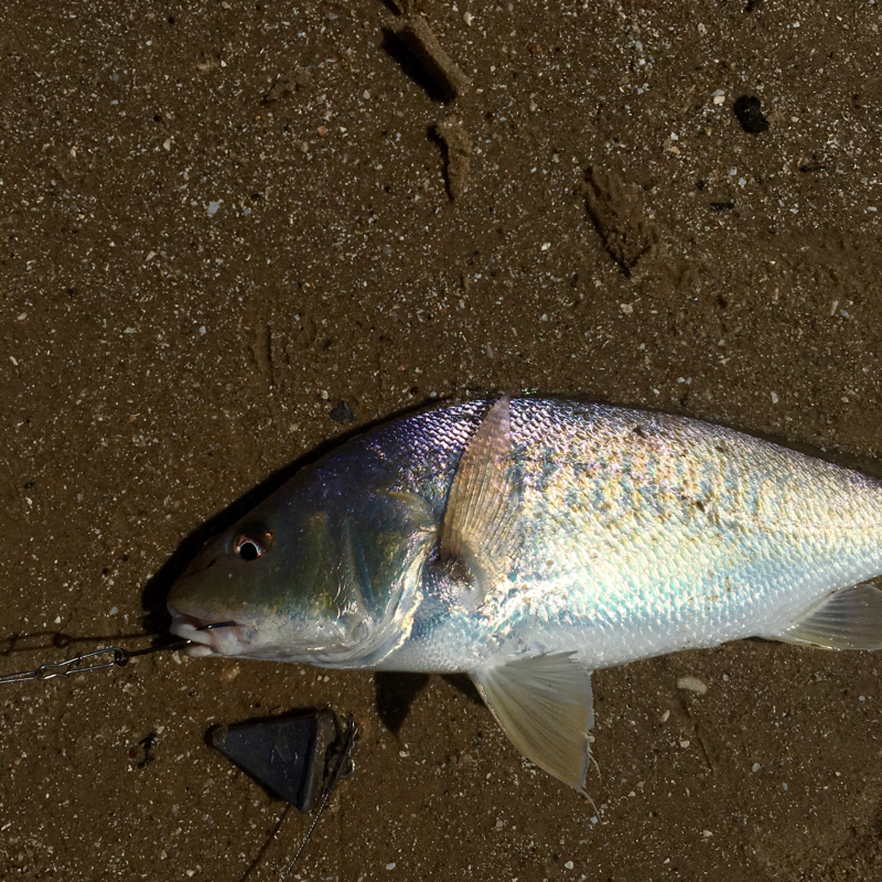 Caught a Atlantic Croaker on Galveston Offshore using a Shrimp on ...