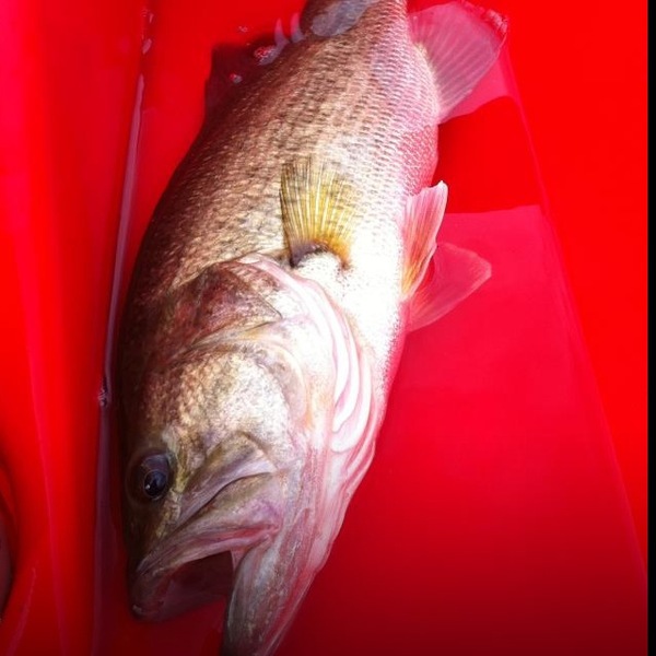 Caught a Largemouth Bass on Benbrook Lake