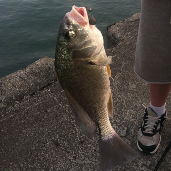Caught a Sheepshead on Lake Michigan using a nightcrawler