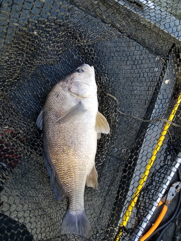 Fishidy