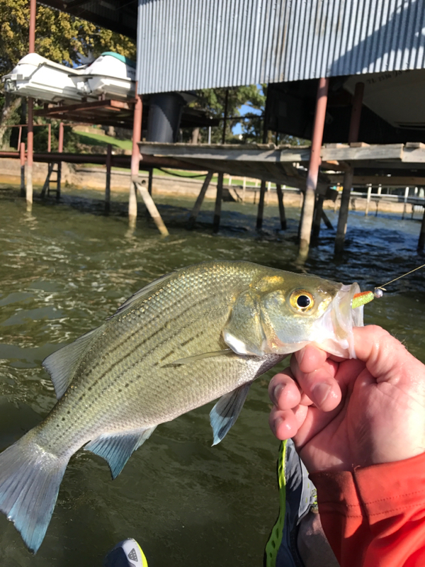 Caught a White Bass on Eagle Mountain Lake using a LIp Ripper Baits