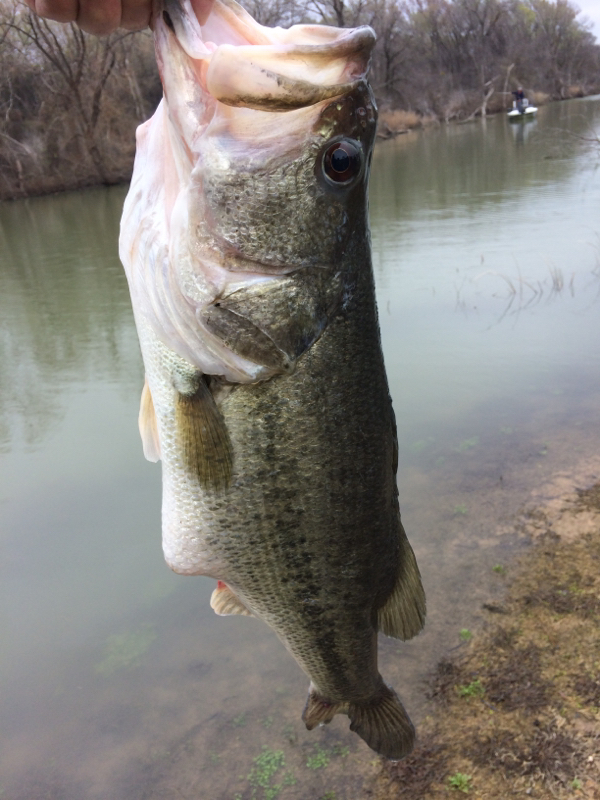Caught a Largemouth Bass on Joe Pool Lake using a live minnow on a bobber