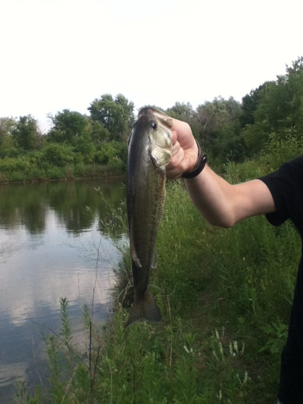 Busse Lake IL Fishing Reports, Map & Hot Spots