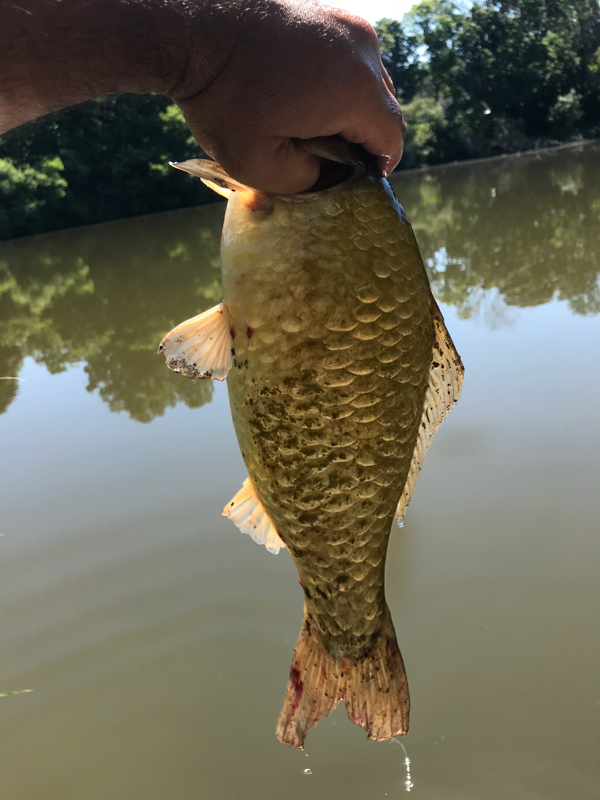 Caught a Common Carp on Indian Pond using a Whole kernel sweet corn