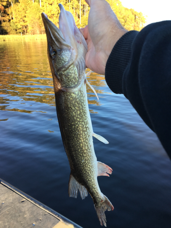 Caught a Chain Pickerel on Shearon Harris Reservoir