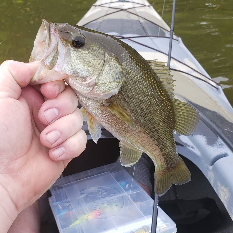 Shearon Harris Reservoir NC Fishing Reports, Map & Hot Spots