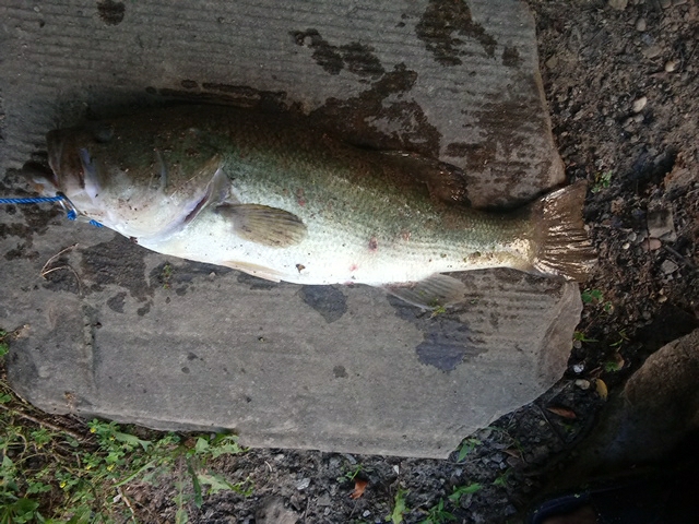 Caught a Largemouth Bass on Portage Lake State Parks Chain of Lakes