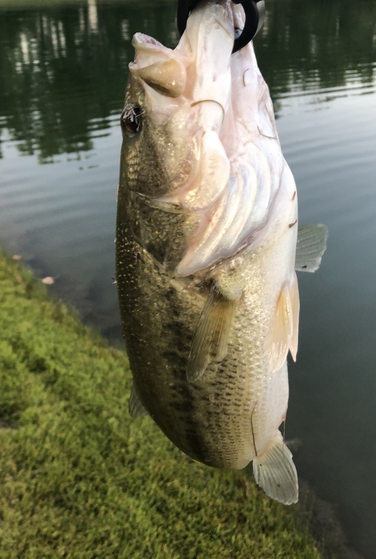 Fishidy