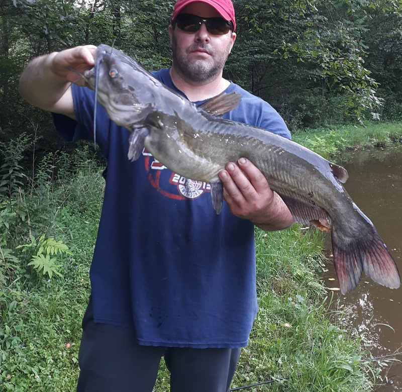 Caught a Channel Catfish on using a live bluegill