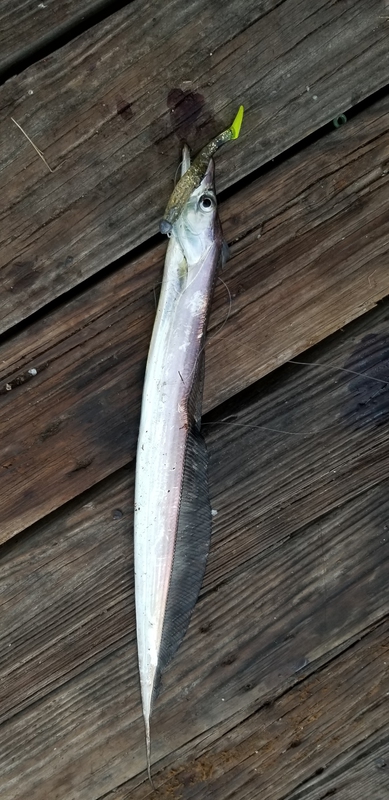 Fishidy