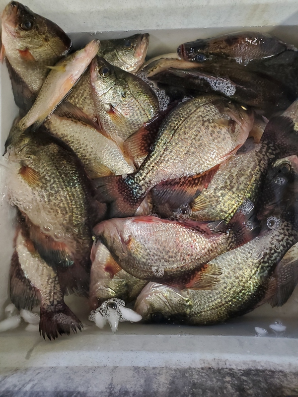 Fishidy
