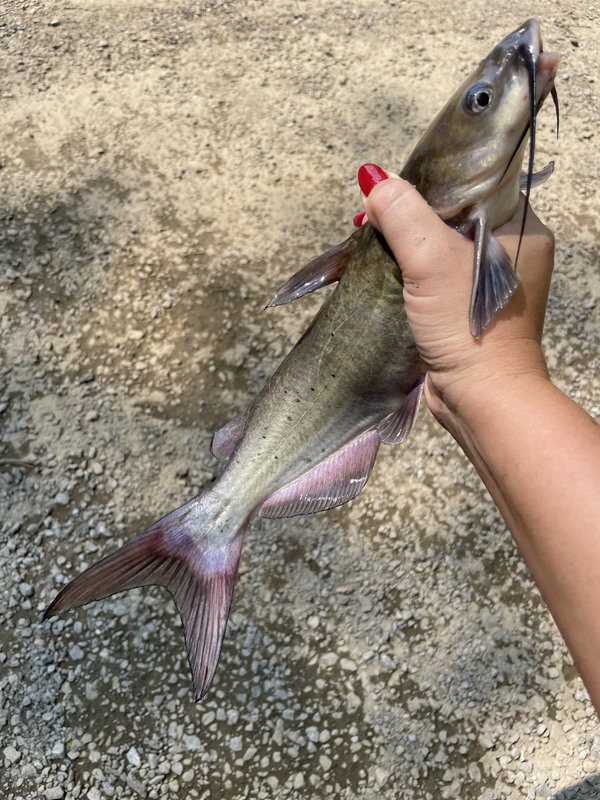 Fishidy