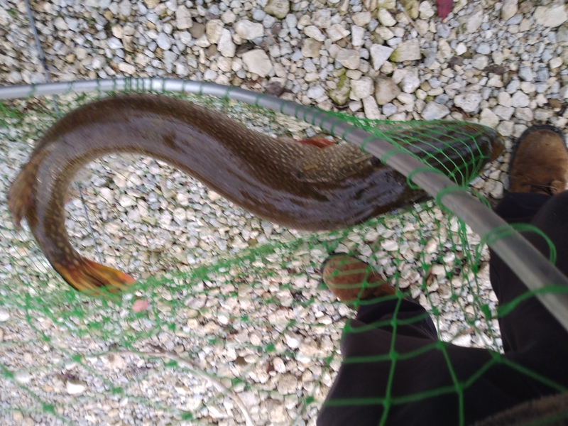 Fishidy