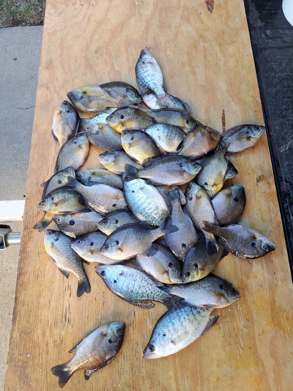 Caught a Bluegill on State lake using a live bait