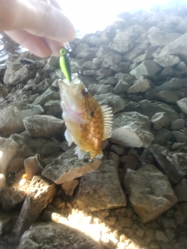 Fishidy