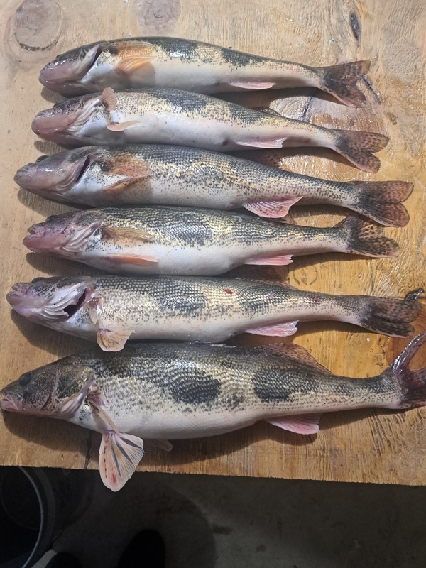 Fishidy