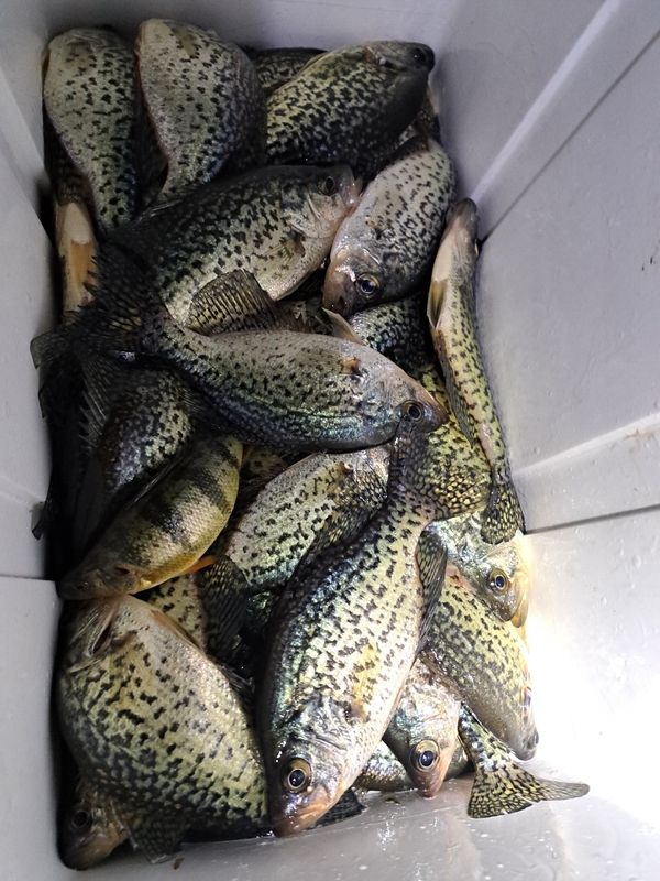 Fishidy