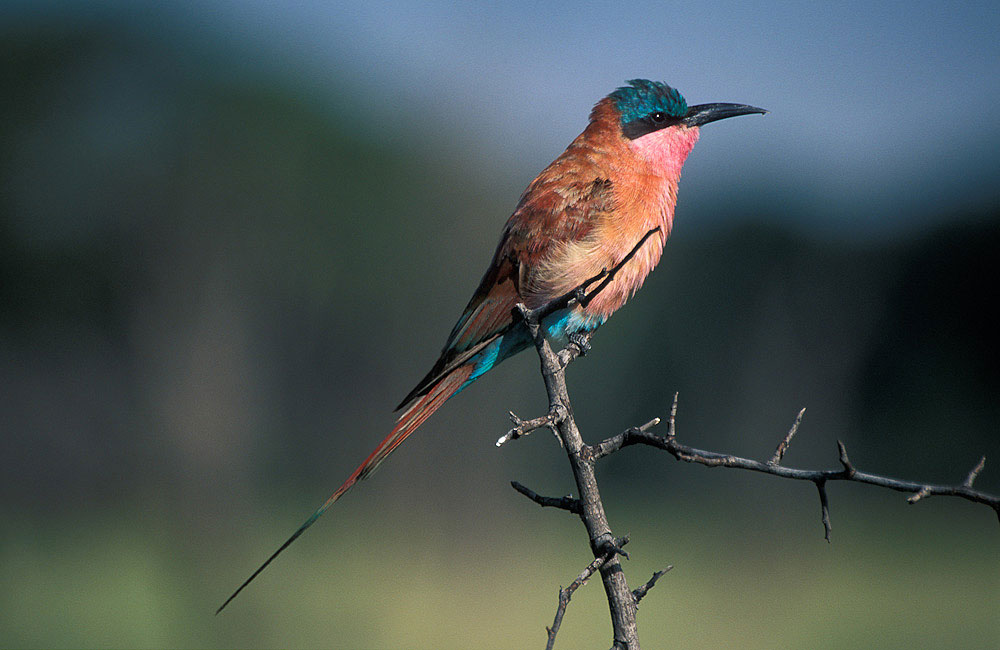 Birding Zimbabwe – Birds of Zimbabwe