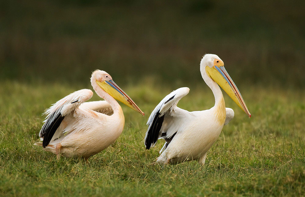 Birding Namibia – Birds of Namibia
