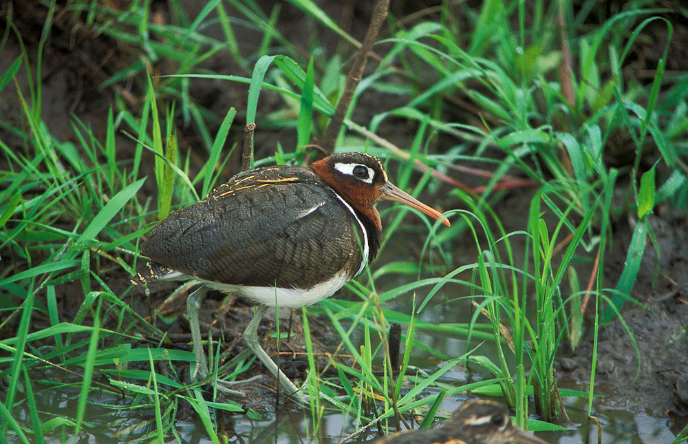 Birding Zimbabwe – Birds of Zimbabwe