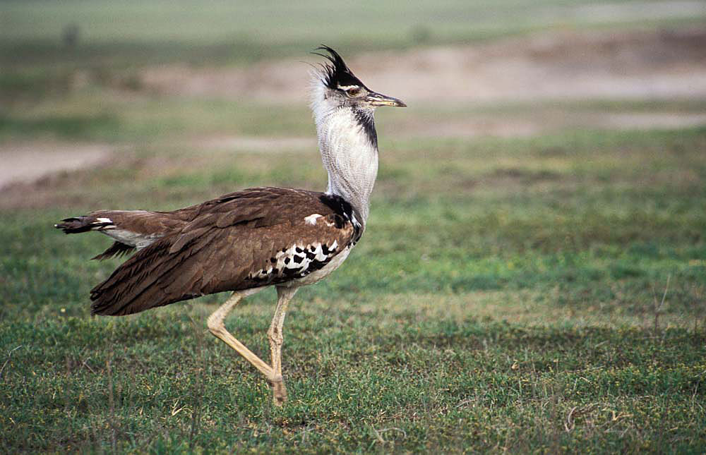 Birding Serengeti NP – Birds of Serengeti National Park