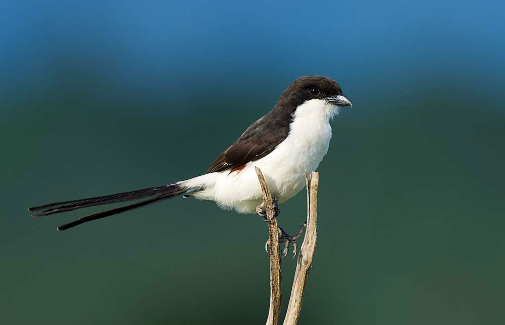 Long-tailed fiscal
