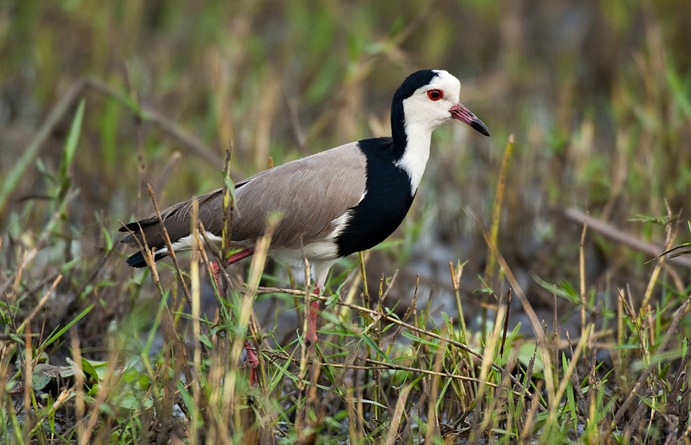 Birding Botswana – Birds of Botswana