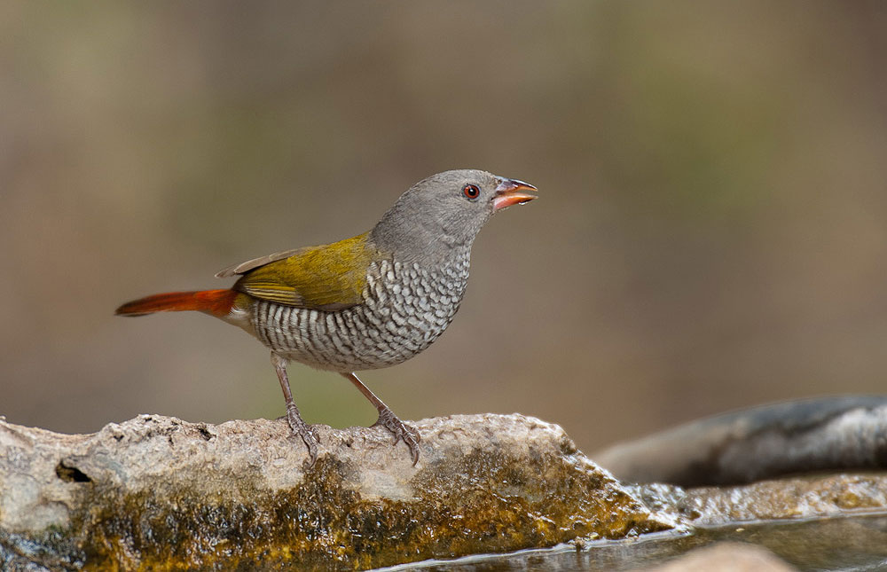 Birding Botswana – Birds of Botswana