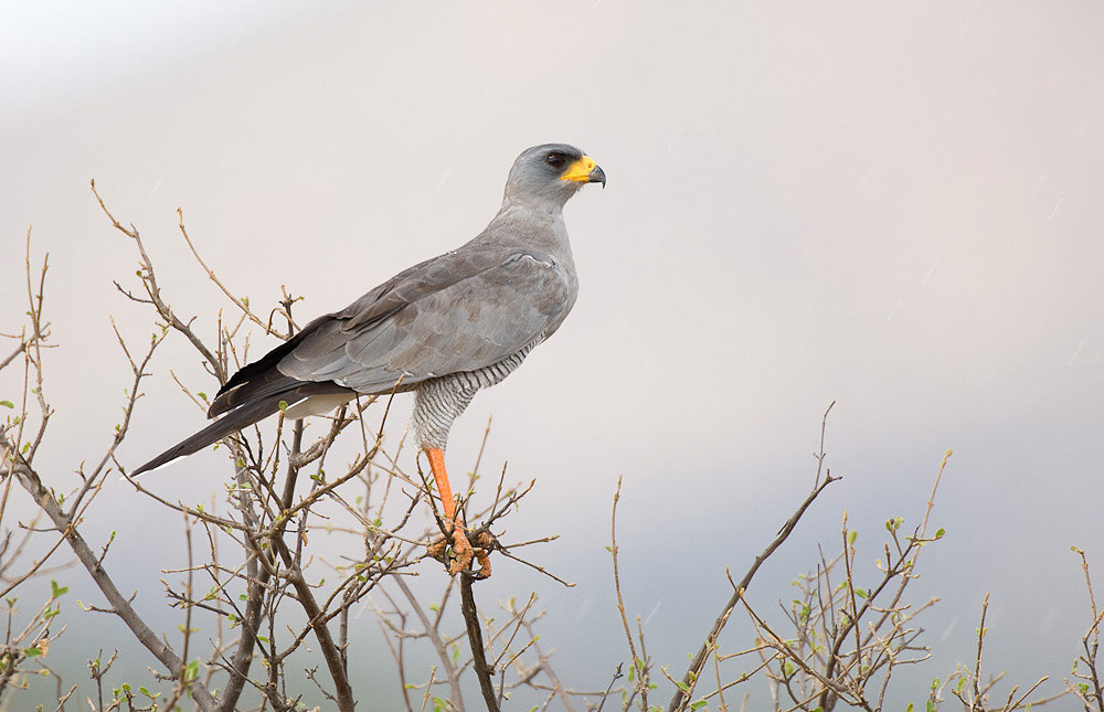 Birding Namibia – Birds of Namibia