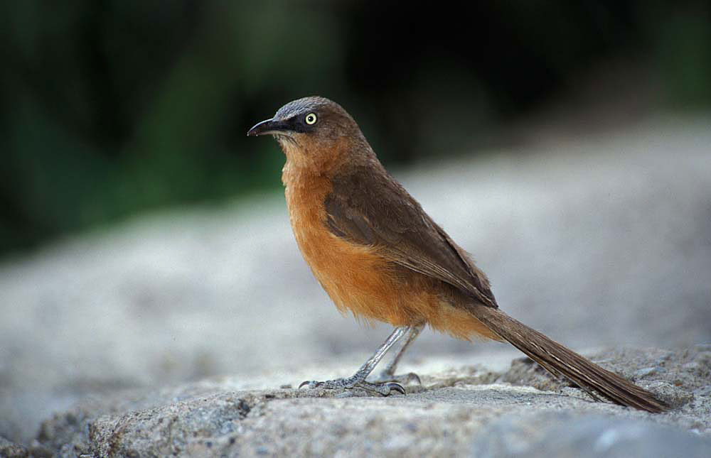 Birding Ngorongoro – Birds of Ngorongoro Crater