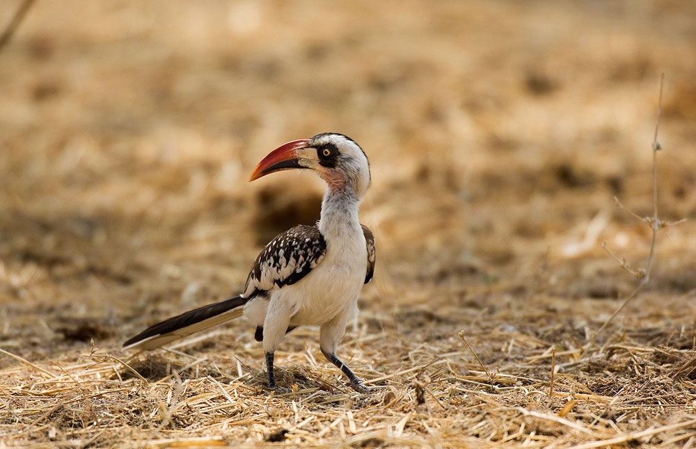 Birding Ruaha NP – Birds of Ruaha National Park