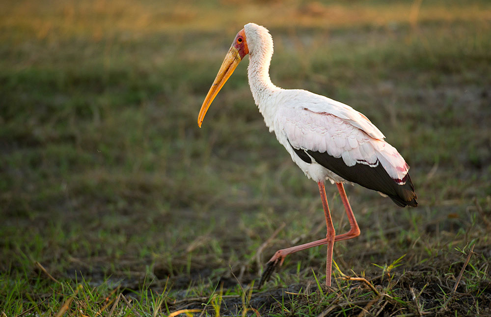 Birding Katavi NP – Birds of Katavi National Park