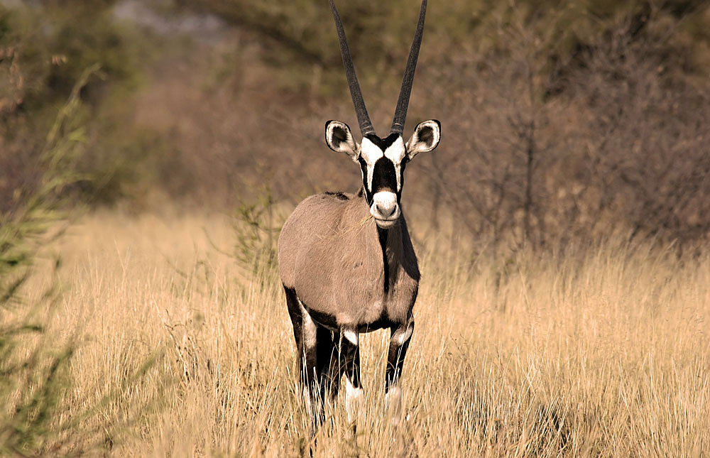 Central Kalahari Game Reserve – Travel guide, Map & More!