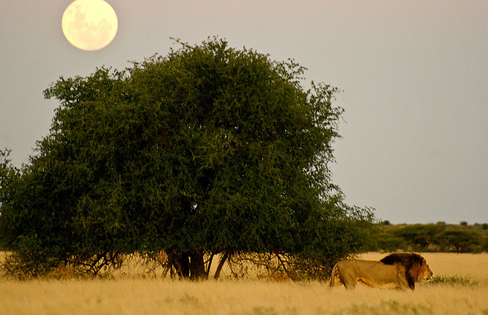 Central Kalahari Game Reserve – Travel guide, Map & More!