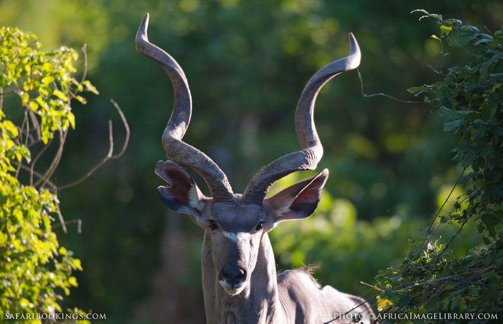 Botswana Photos – Award winning images & pictures!