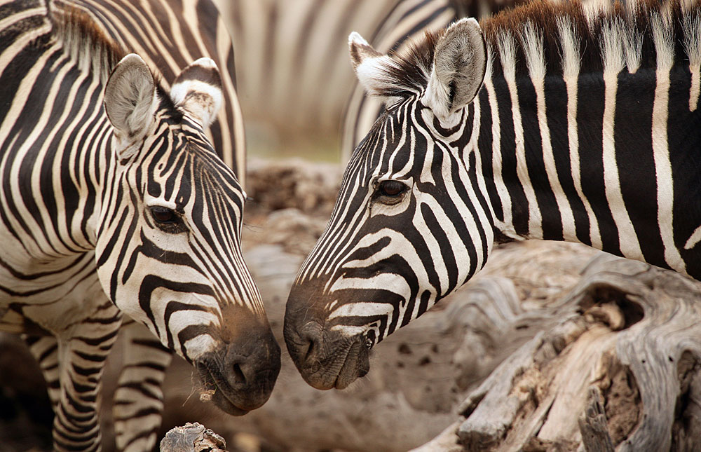 Kenya Wildlife Photos – Award winning images & pictures!