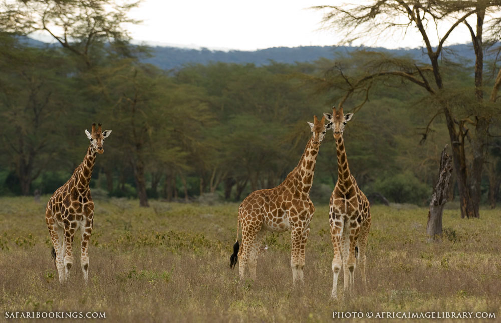 Lake Nakuru National Park – Travel guide, Map & More!