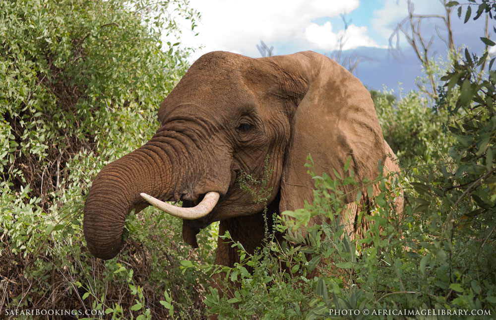 Samburu National Reserve – Travel guide, Map & More!