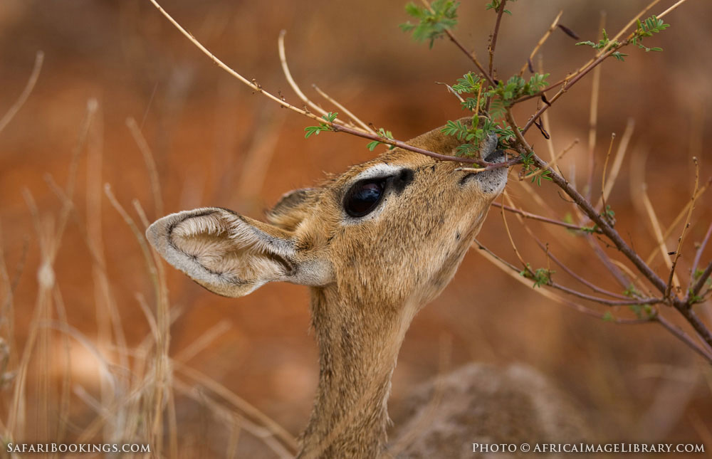 Samburu National Reserve – Travel guide, Map & More!