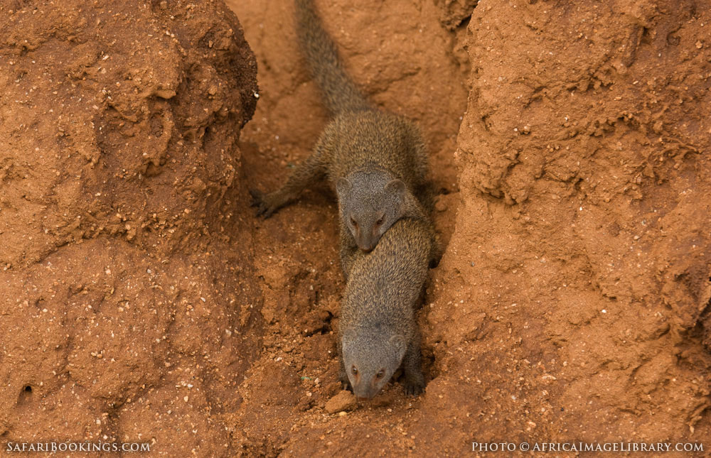 Samburu NR Photos – Images & pictures